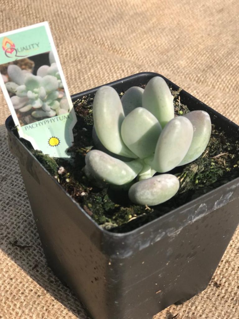 Succulent- Pachyphytum Compactum